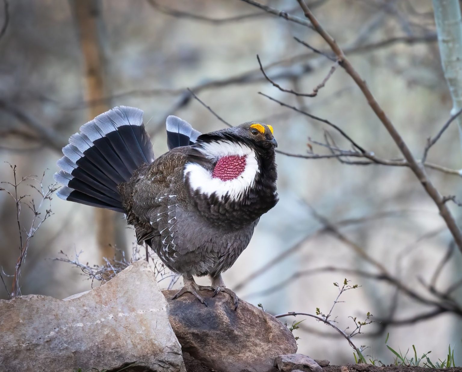 The Last Holdouts of Southwestern Dusky Grouse - Project Upland
