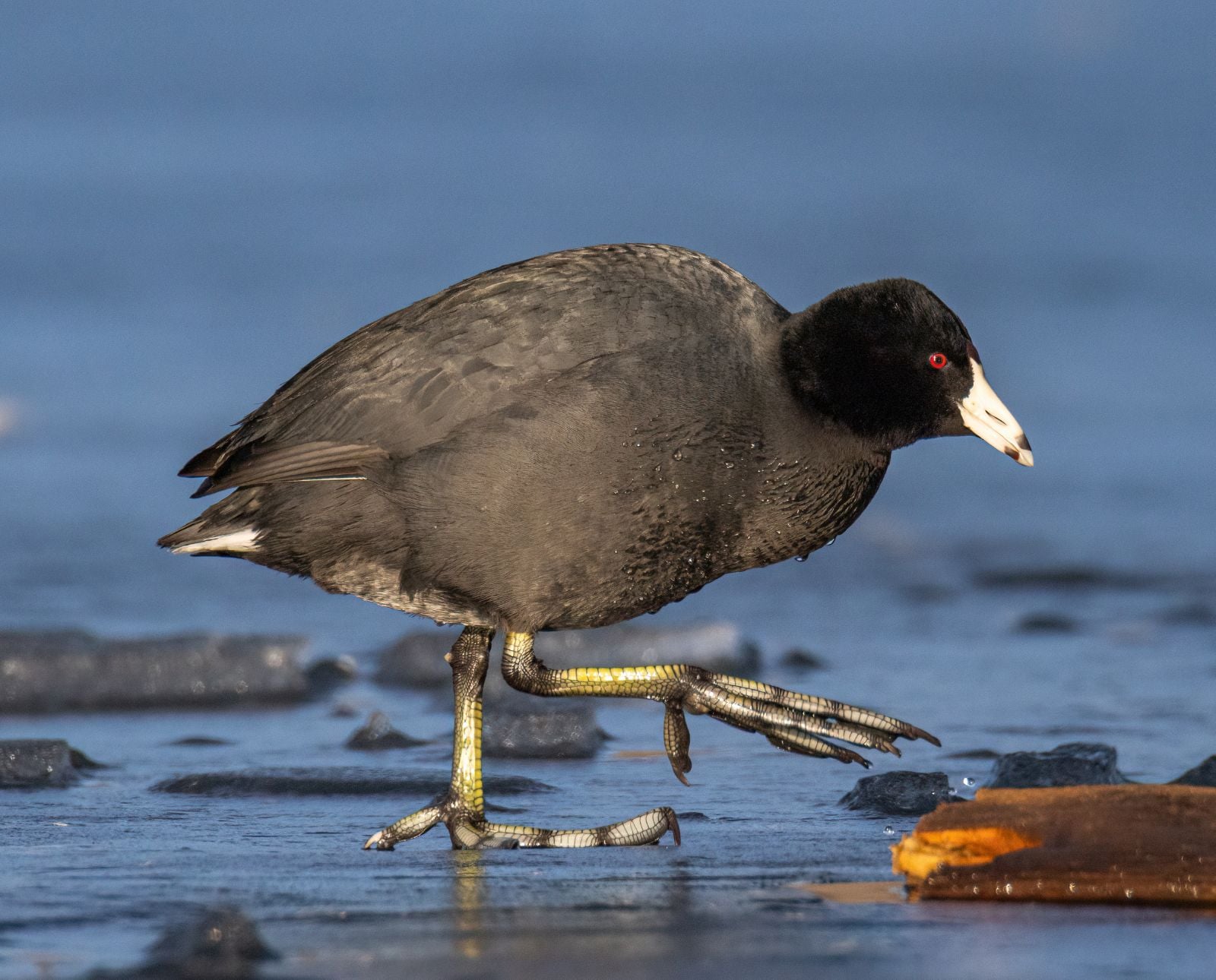 American Coot: Identification, Habitat, and Hunting Tips - Project Upland